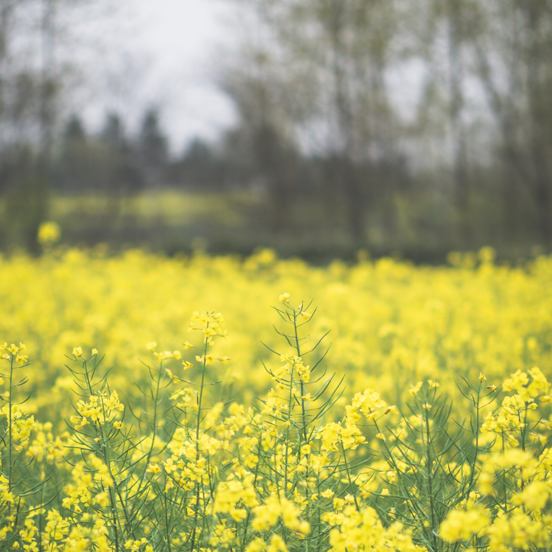 Canola Oil – HK and Sons